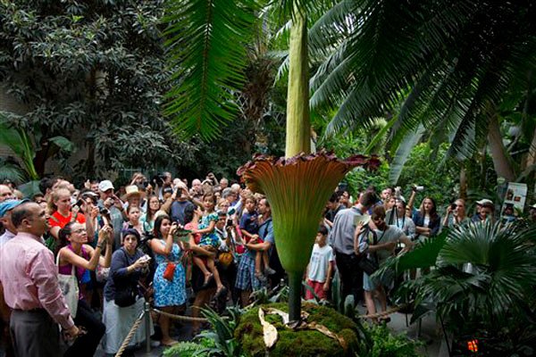 Romero: The Corpse Flower Ready To Bloom At Phipps Conservatory ...